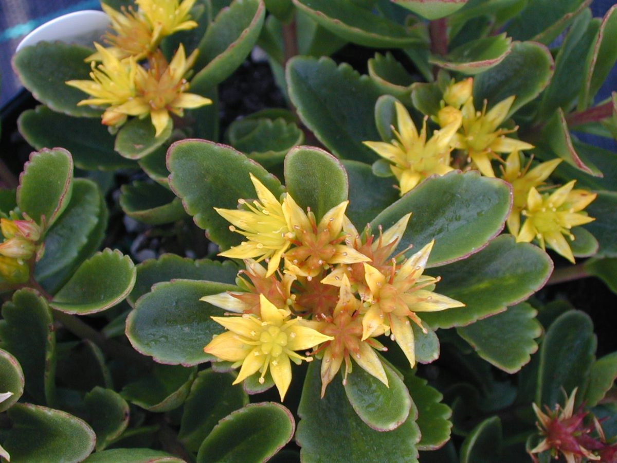 Sedum is Seriously Cool Stuff | Van Putte Gardens
