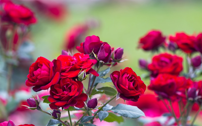 Working Around the Thorns | Van Putte Gardens