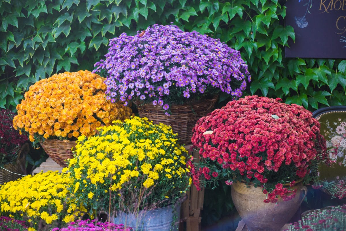 Mum's the Word: Secrets of Hardy Mums | Van Putte Gardens