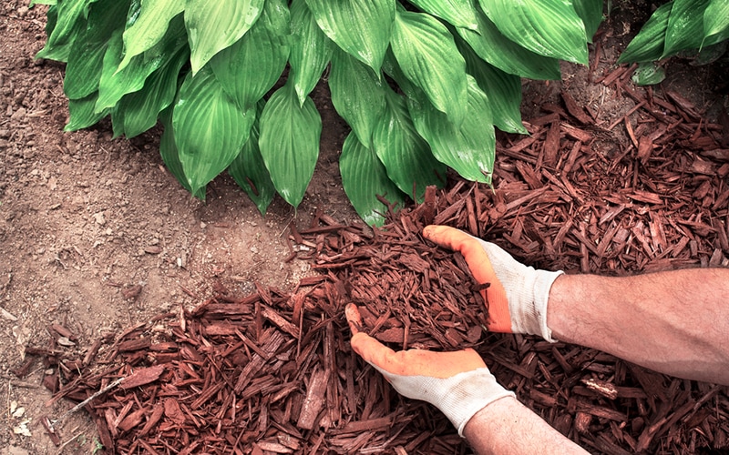 10 Reasons to Mulch! | Van Putte Gardens