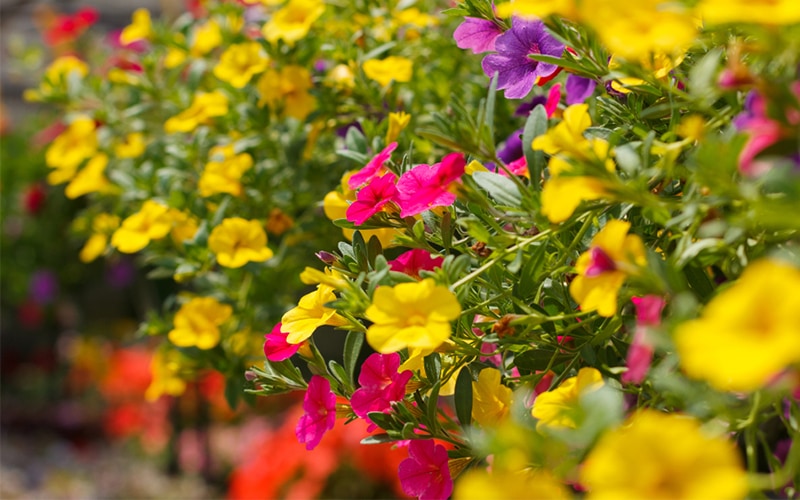 3 Best Tips for Million Bells! | Van Putte Gardens