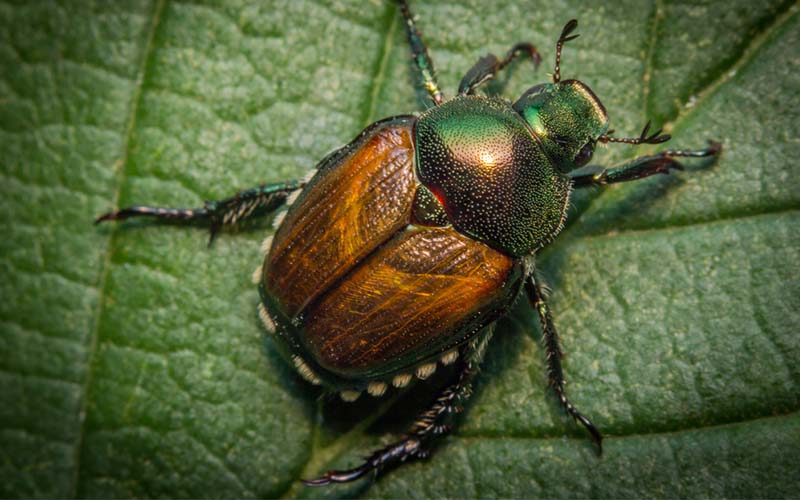 How to Identify Common Garden Insects & Plant Diseases | Van Putte Gardens
