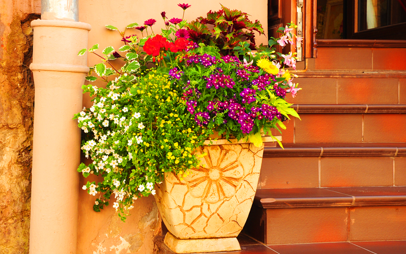 Container Planting: Freedom to Grow Anything! | Van Putte Gardens