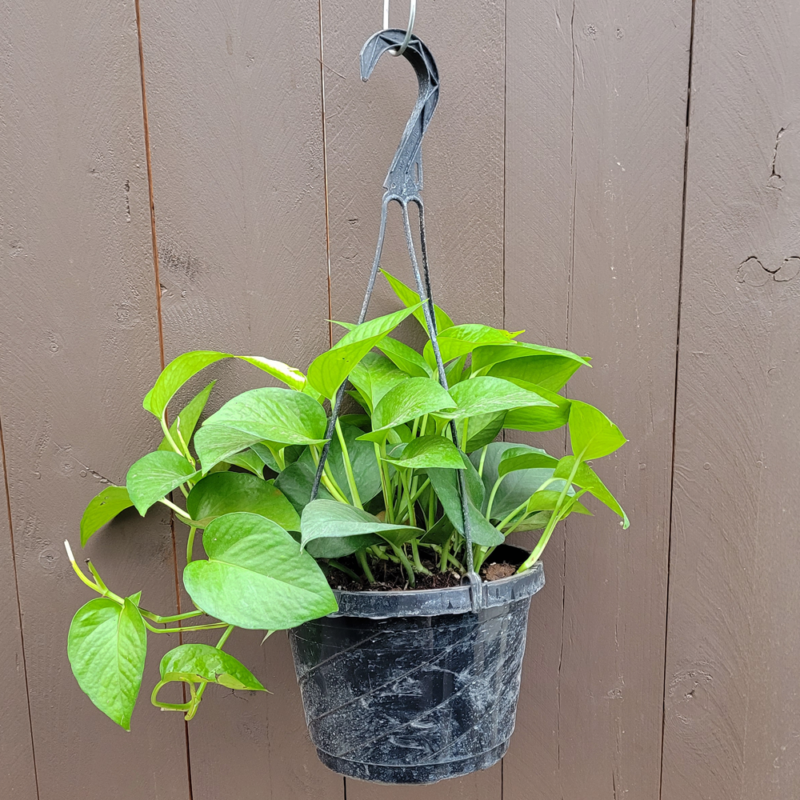 8" Pothos Hanging Basket Jade | Van Putte Gardens