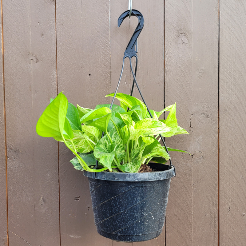 8" Pothos Hanging Basket Marble Queen | Van Putte Gardens