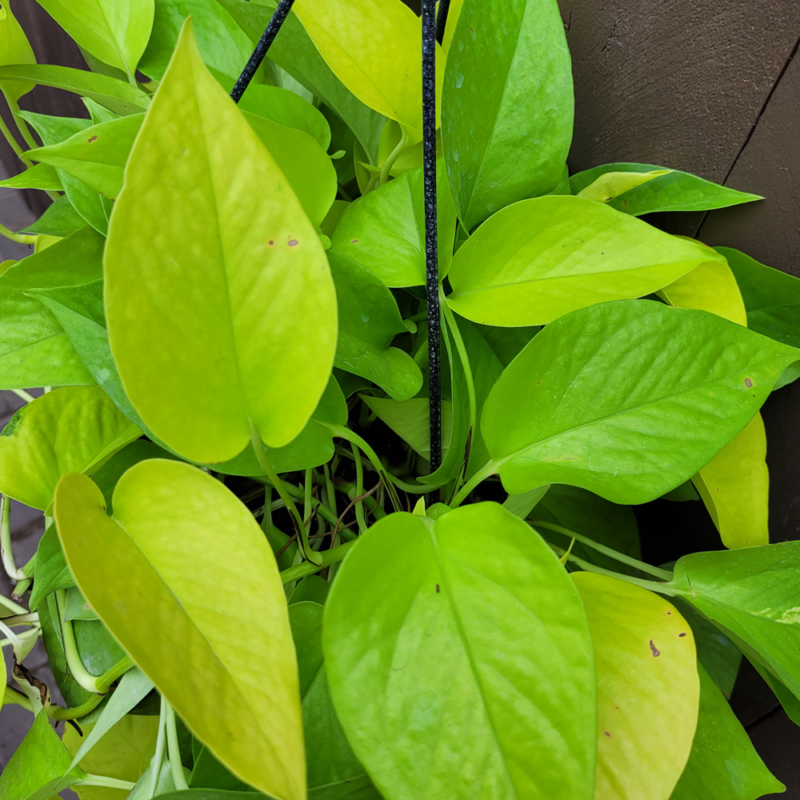 8" Pothos Hanging Basket Neon | Van Putte Gardens