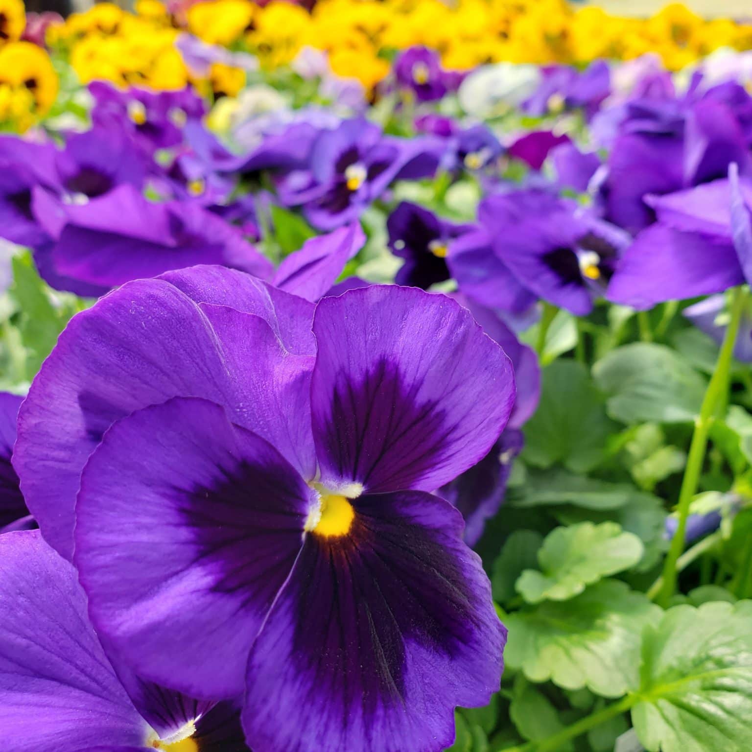 Pansies: 10 Fun Flower Facts | Van Putte Gardens