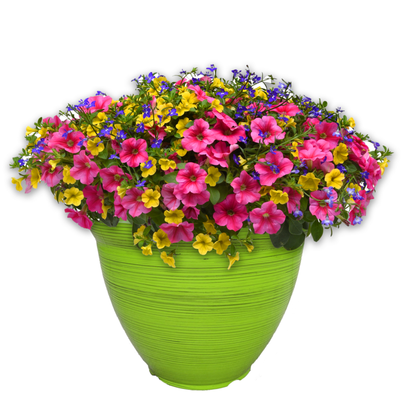 Spring Plant Pre-Order Sale | Van Putte Gardens