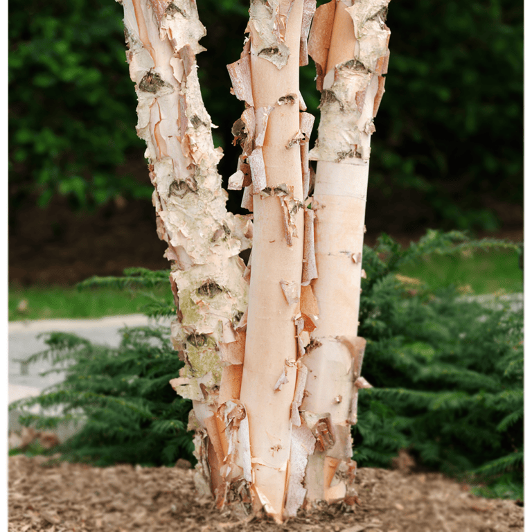 Birch River – Heritage – 10-12′ Multi-Stemmed B&B | Van Putte Gardens