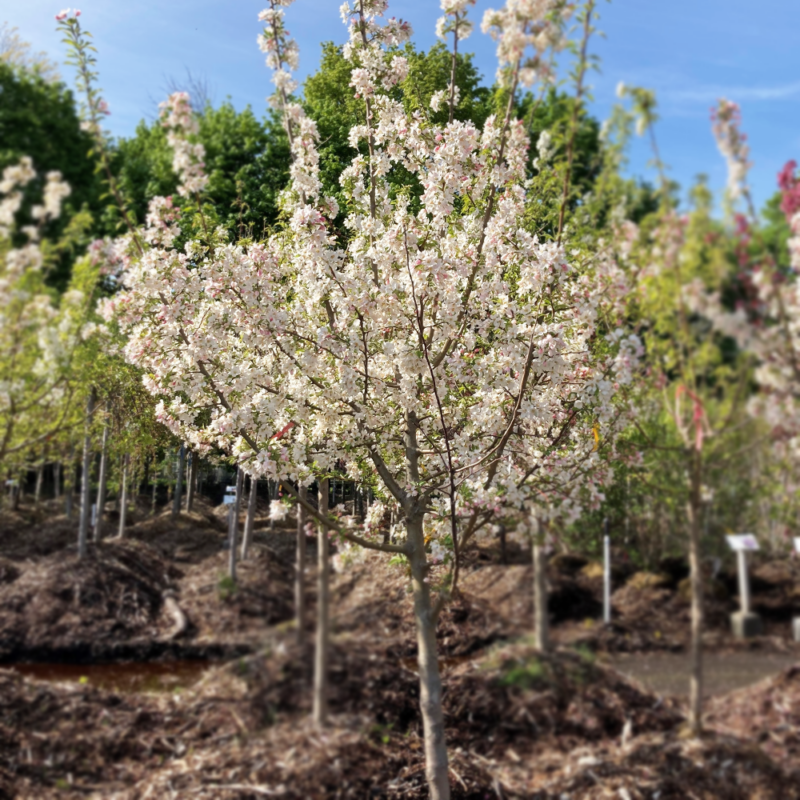 Crabapple - Sugar Tyme - 2" Caliper B&B | Van Putte Gardens