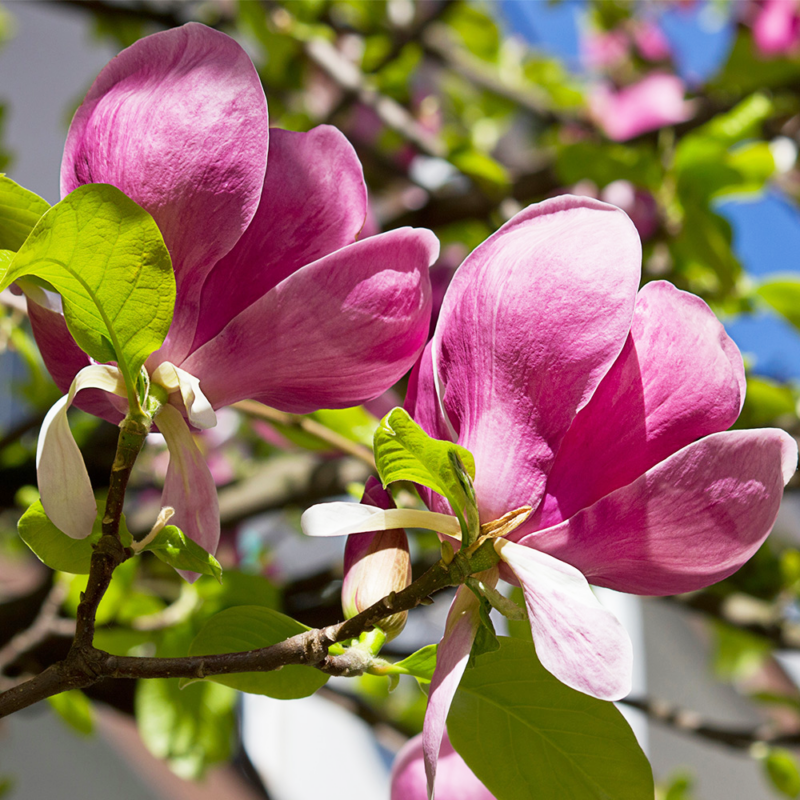 Magnolia - Ann - 5-6' Clump B&B | Van Putte Gardens