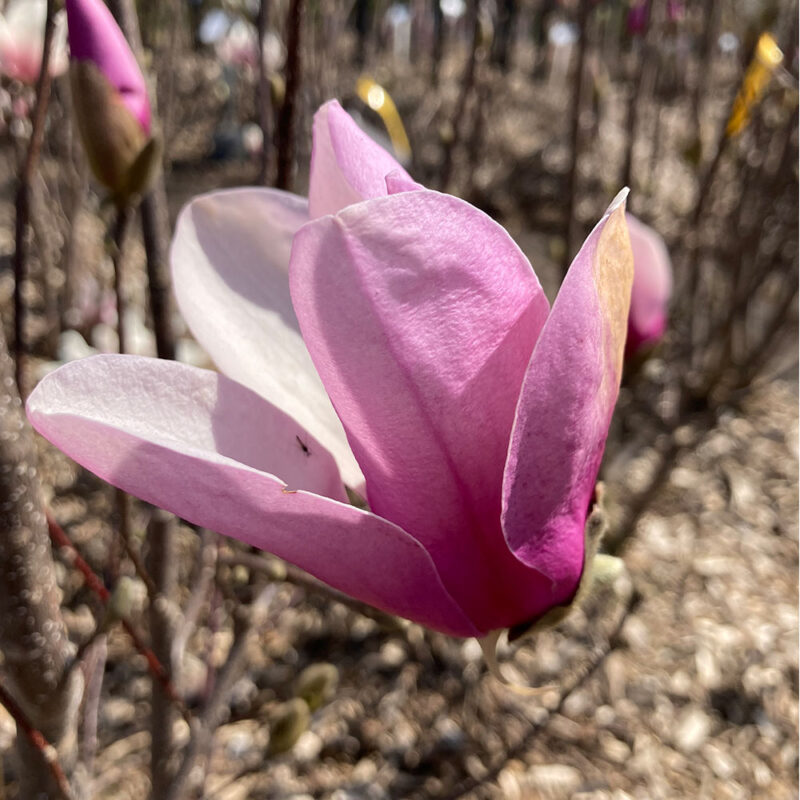 Magnolia - Jane - 5-6' Clump B&B | Van Putte Gardens