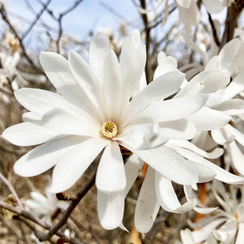 Magnolia - Royal Star - 5' Clump B&B | Van Putte Gardens