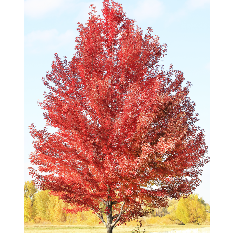 Maple Red – October Glory – 2″ Caliper B&B | Van Putte Gardens