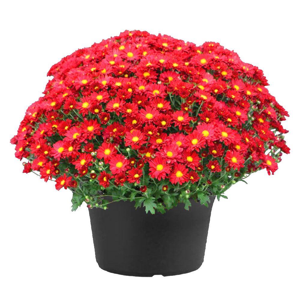 14" Mum Planter Bonnie Red | Van Putte Gardens