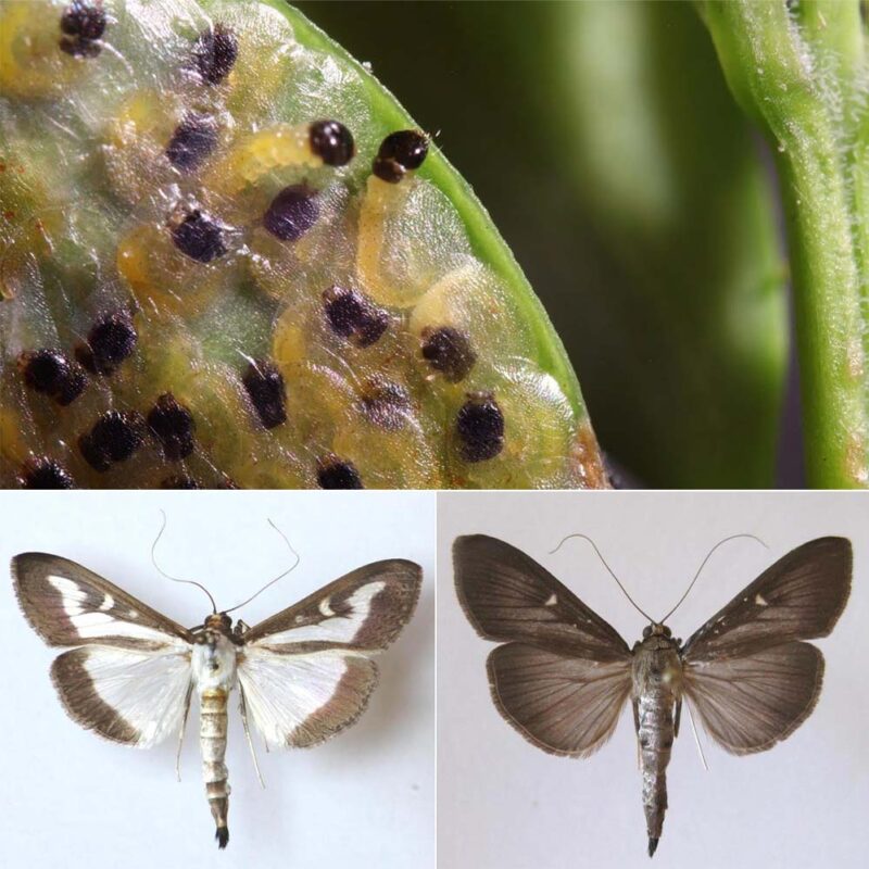 Box Tree Moth: Everything You Need To Know | Van Putte Gardens
