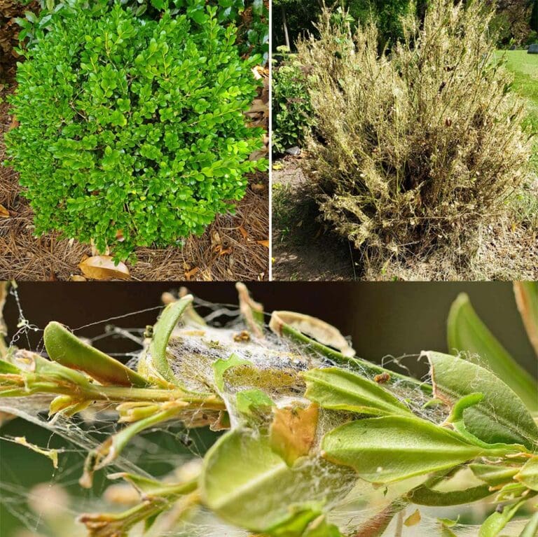 Box Tree Moth: Everything You Need To Know | Van Putte Gardens