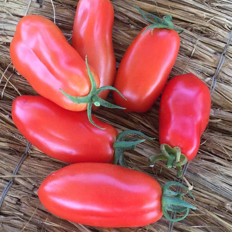 14" Tomato Patio Pot - San Marzano | Van Putte Gardens