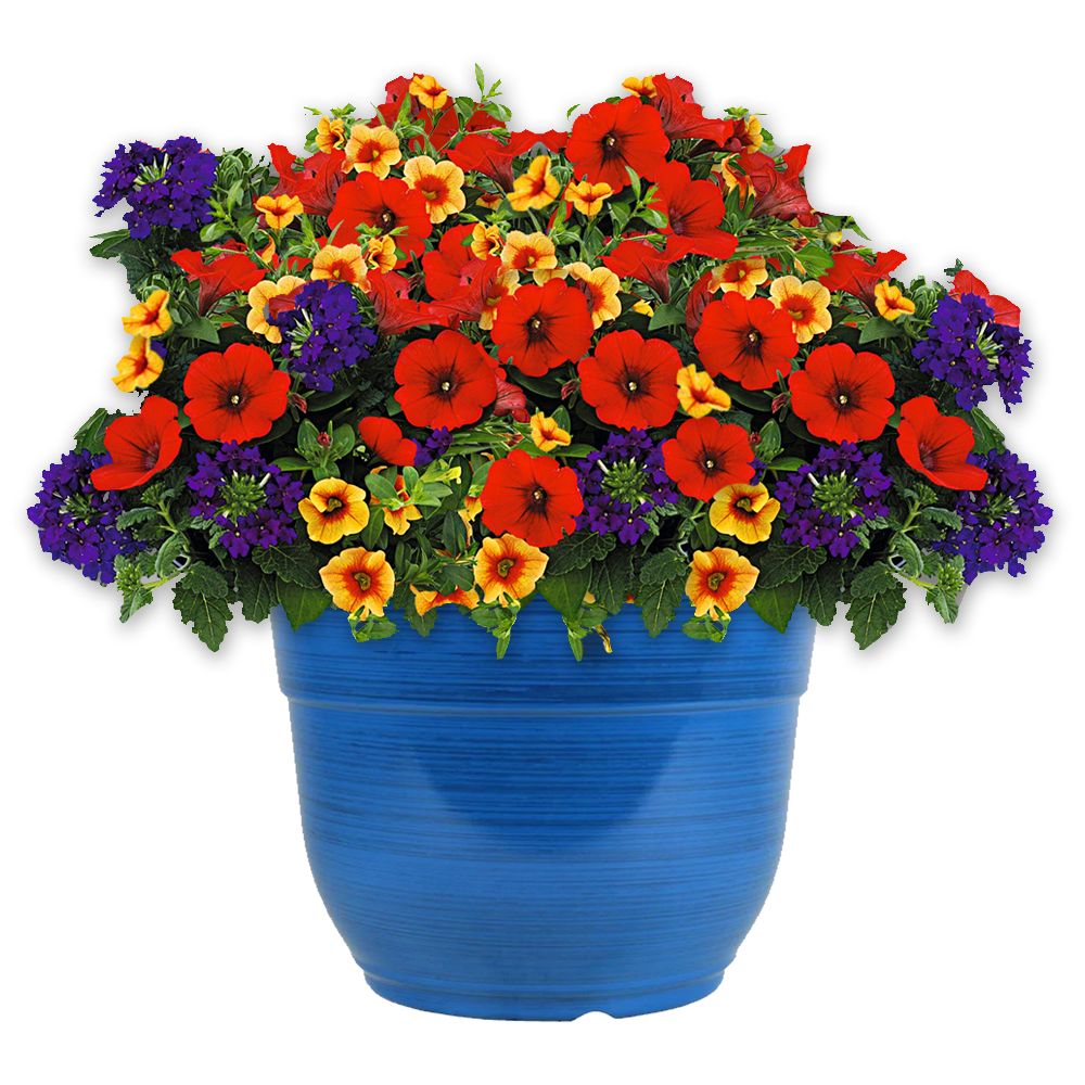 14" Fancy Planter Combo - Calypso | Van Putte Gardens