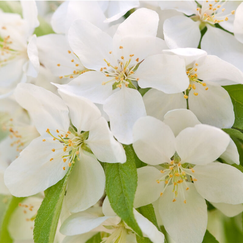 Crabapple - Spring Snow - 7 gallon pot | Van Putte Gardens