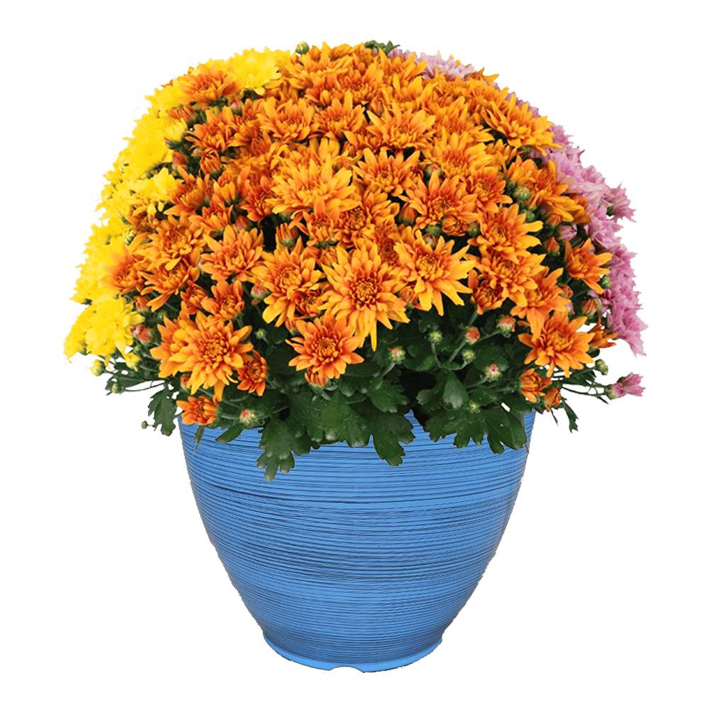 12" Fancy Planter Mumbo Robinson | Van Putte Gardens