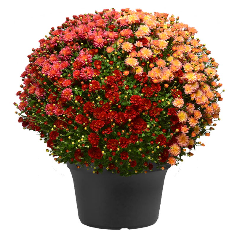 12" Mumbo Planter Flamingo #1 | Van Putte Gardens