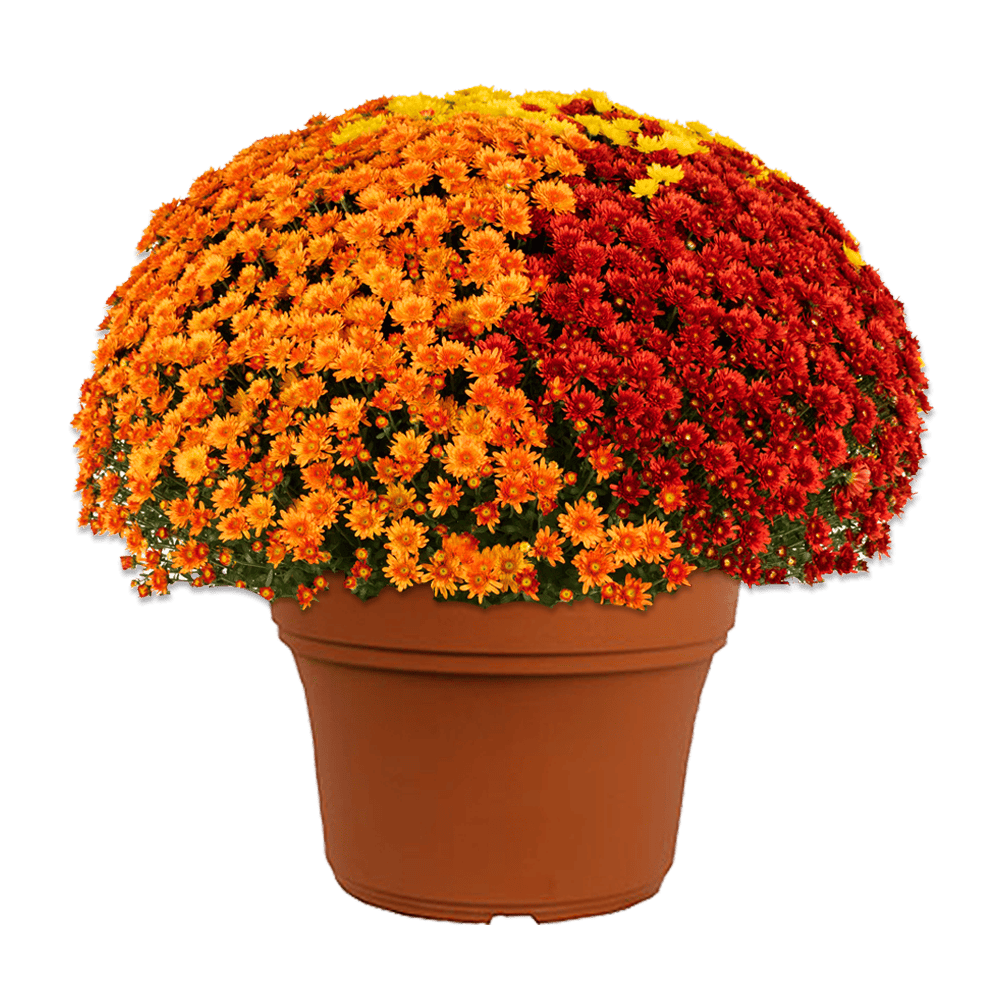 12" Mumbo Planter Beverly Bright Penny Mix | Van Putte Gardens
