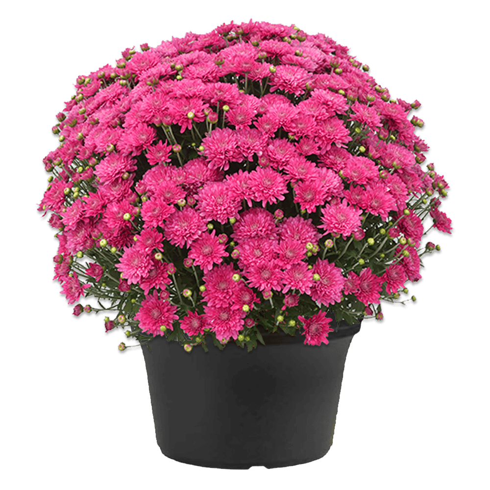 14" Mum Planter Stellar Pink | Van Putte Gardens