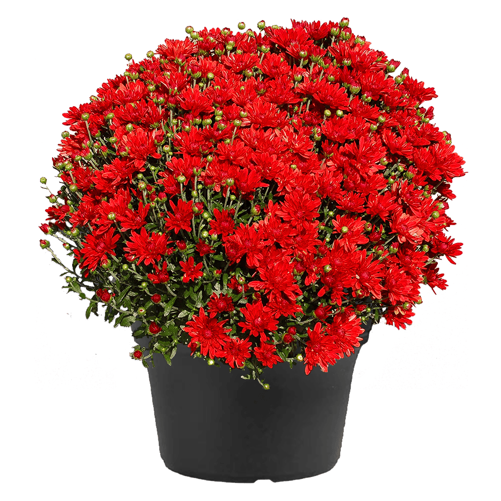 14" Mum Planter Stellar Red | Van Putte Gardens