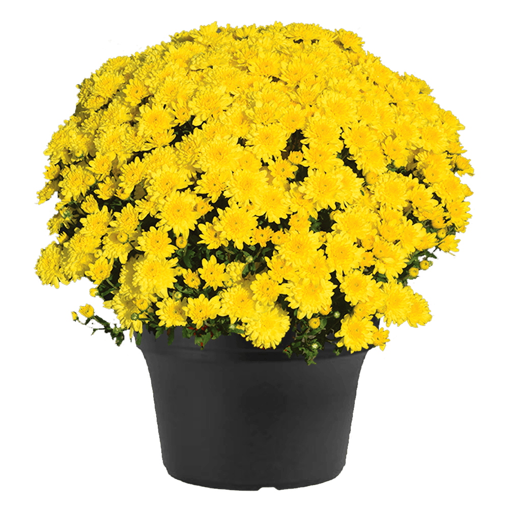 14" Mum Planter Sunrise Yellow | Van Putte Gardens