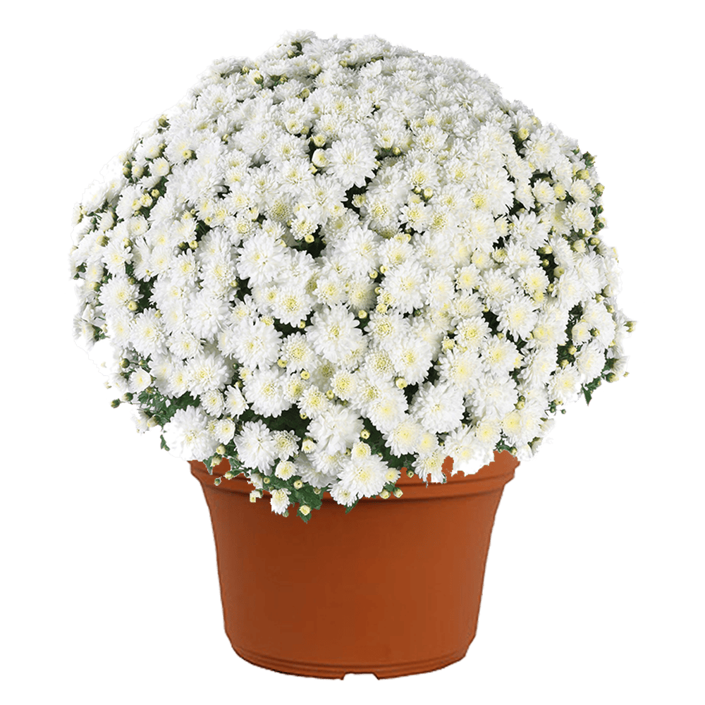 14" Mum Planter Celestial White | Van Putte Gardens