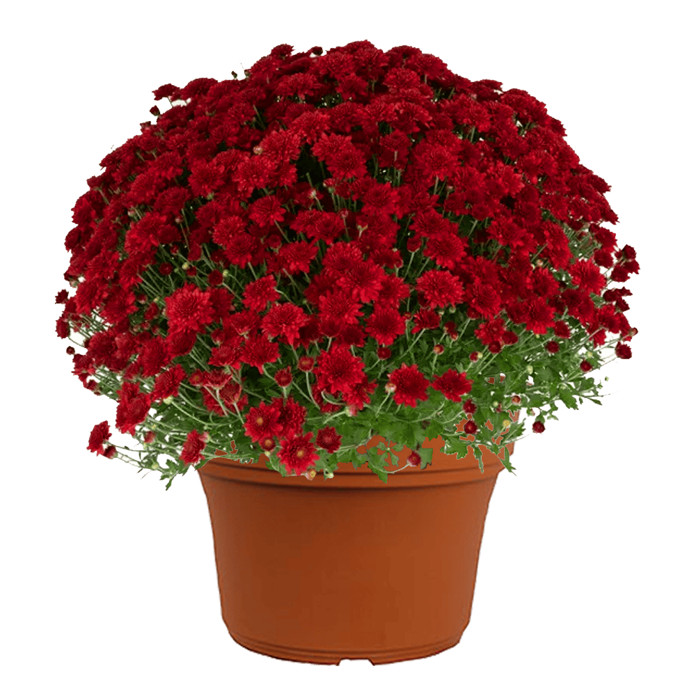 14" Mum Planter Samantha Red | Van Putte Gardens