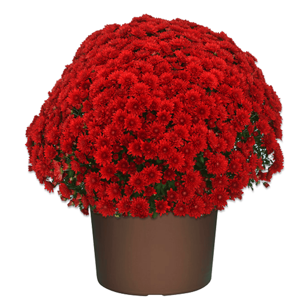 14" Mum Planter Cranbury Red | Van Putte Gardens