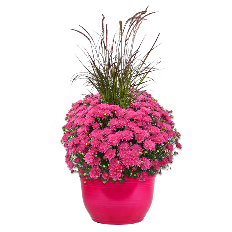 14" Fancy Mum Planter w/ Grass Stellar Pink | Van Putte Gardens