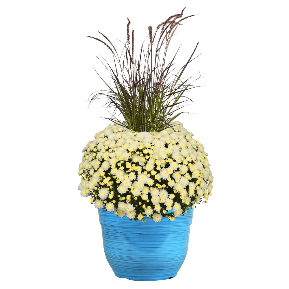 14" Fancy Mum Planter w/ Grass Chelsey White | Van Putte Gardens
