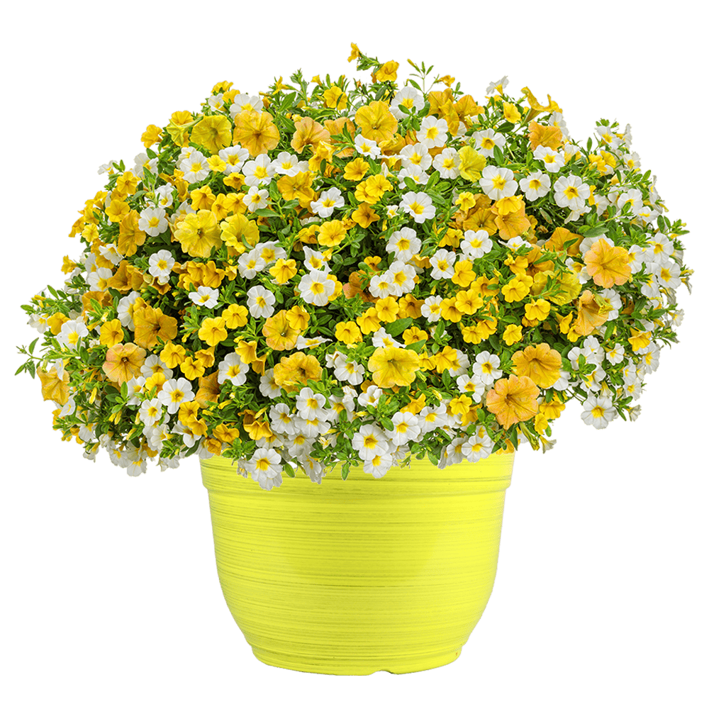 14" Fancy Planter Combo - Crushed Pineapple | Van Putte Gardens